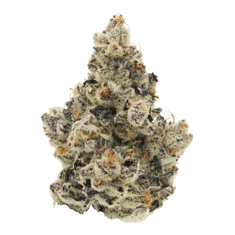 Sense Cannabis Tokyo Fuzz Strain - SENSE